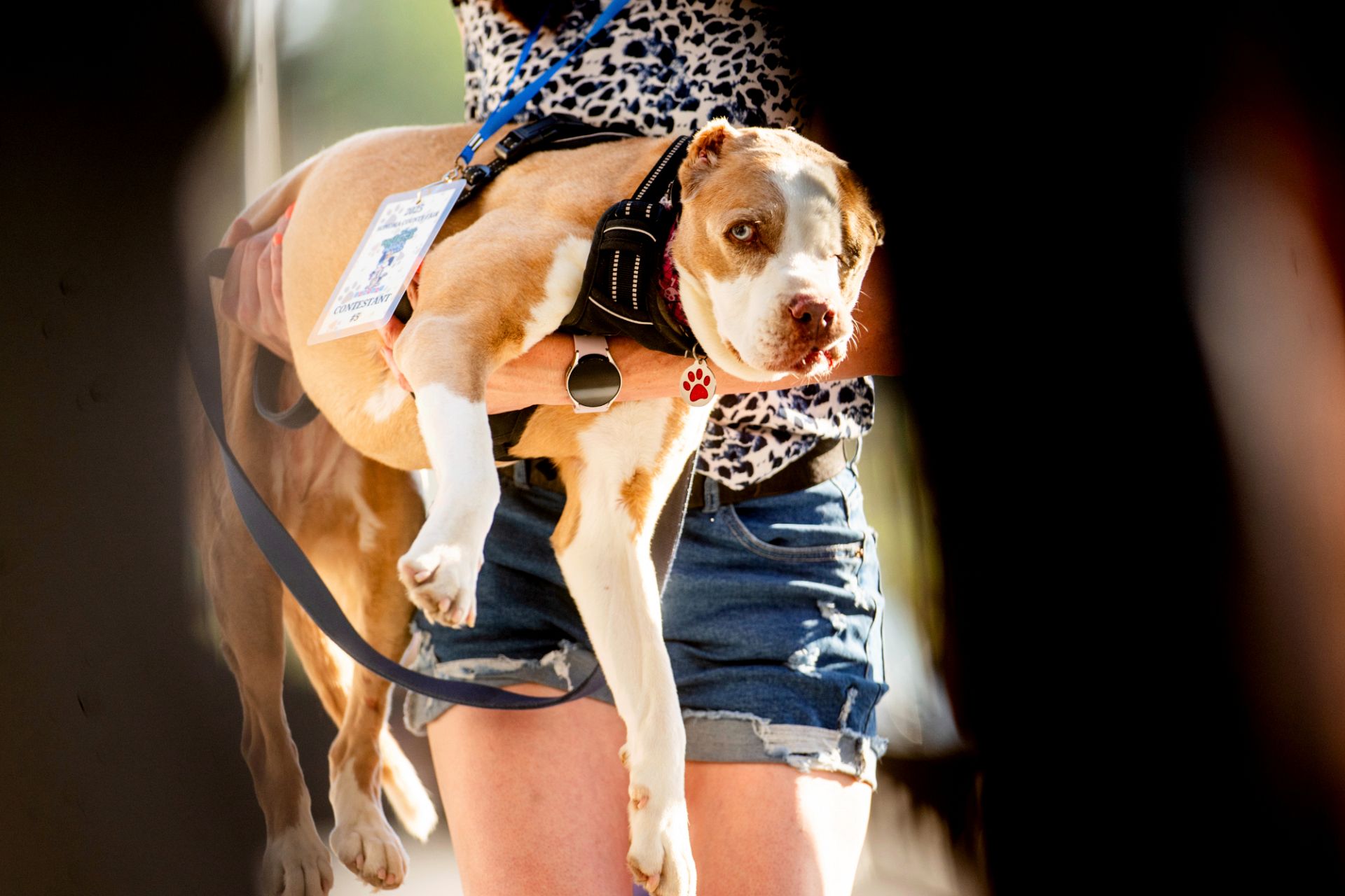 En images : le bouledogue français Petunia remporte le concours du ...