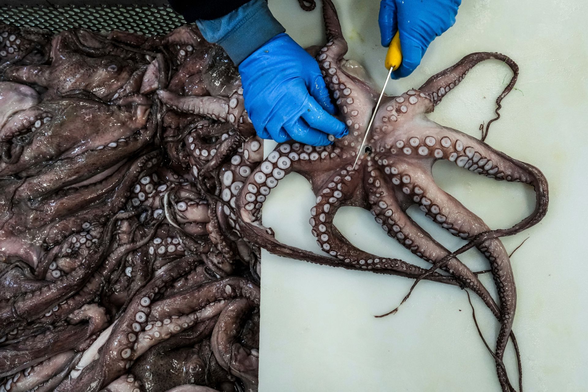 Spain’s octopus industry faces collapse amid overfishing, climate ...
