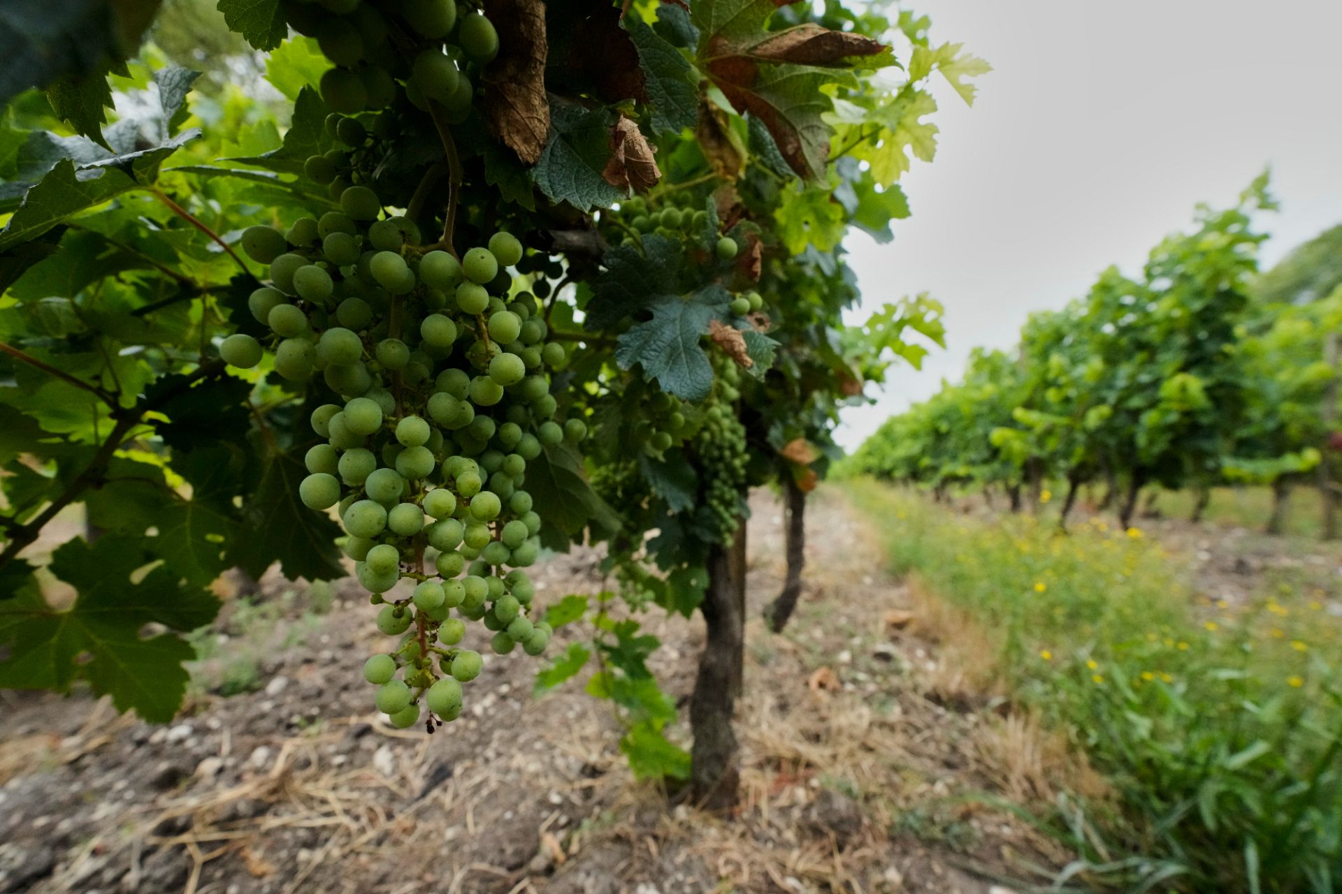 France's vineyards begin 2025 harvest early after hot temperatures ...