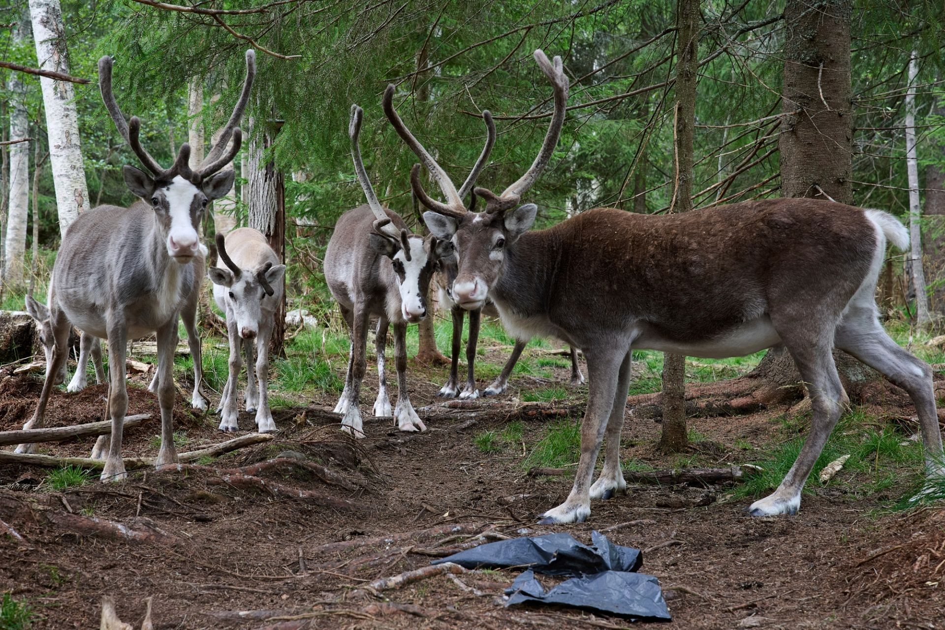 Sami reindeer herders in Sweden face cultural collapse amid mining and ...
