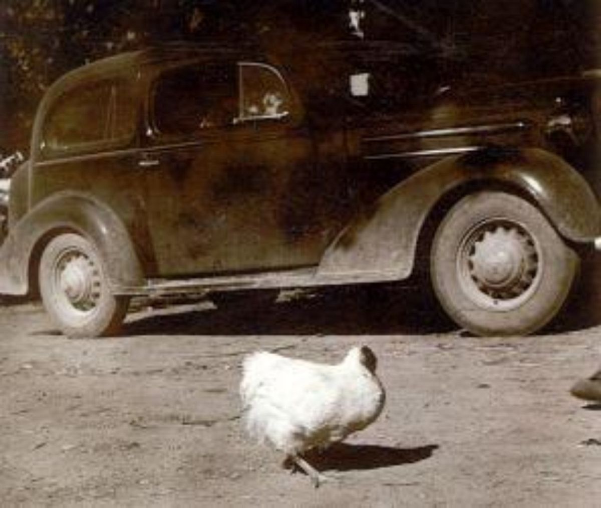 Celebrating the 80-year legacy of Mike, ‘The Headless Wonder Chicken ...