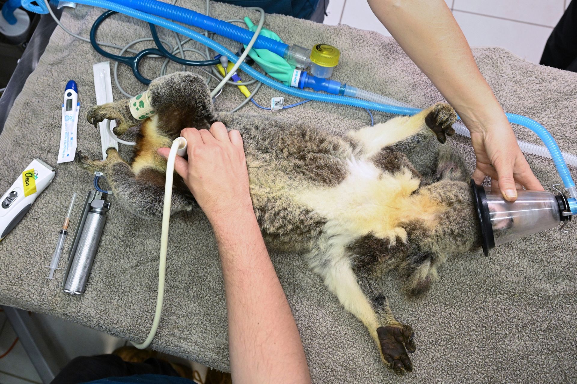 Could a chlamydia vaccine save Australia's koalas from extinction ...