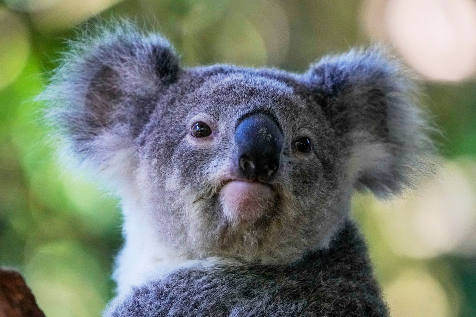 L'Australia approva il primo vaccino al mondo per salvare i koala dalla ...
