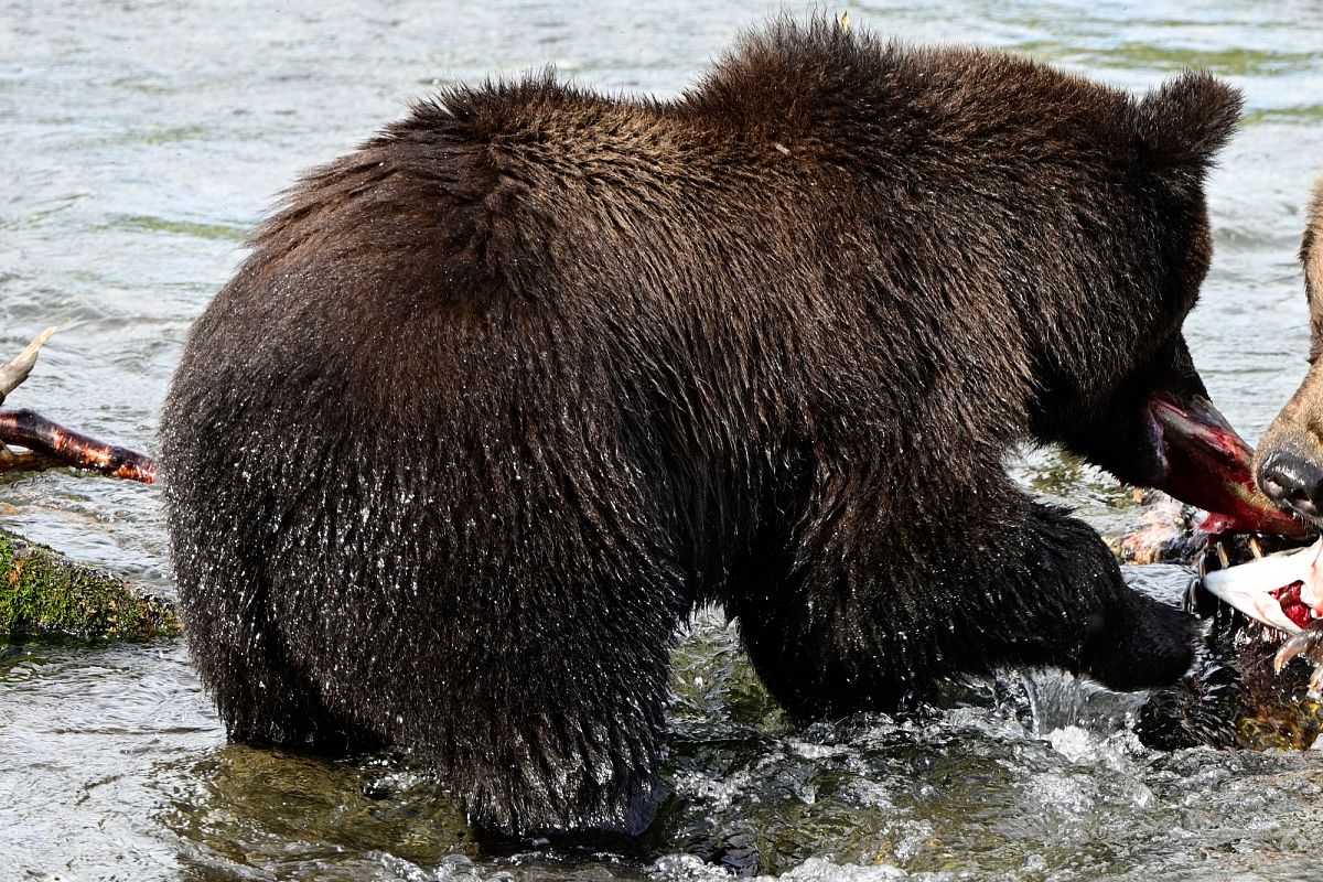What is Fat Bear Week? Alaska's chunkiest brown bears compete for title ...