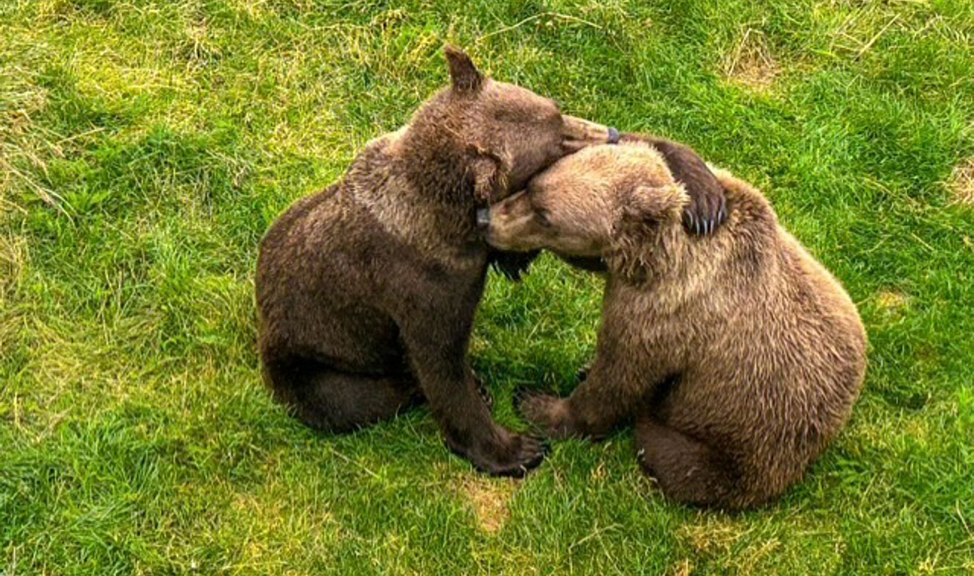 What is Fat Bear Week? Alaska's chunkiest brown bears compete for title ...