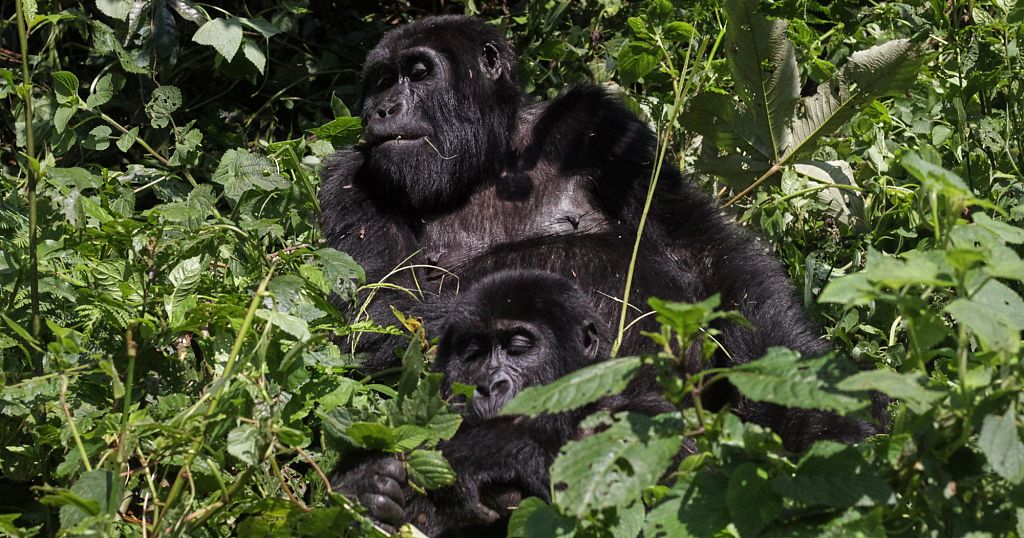 Former poachers turn into gorilla conservationists in Uganda | Africanews