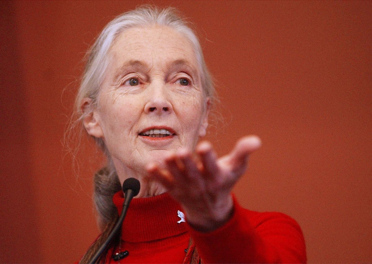 Famed conservationist and chimpanzee friend Jane Goodall dies at 91 ...