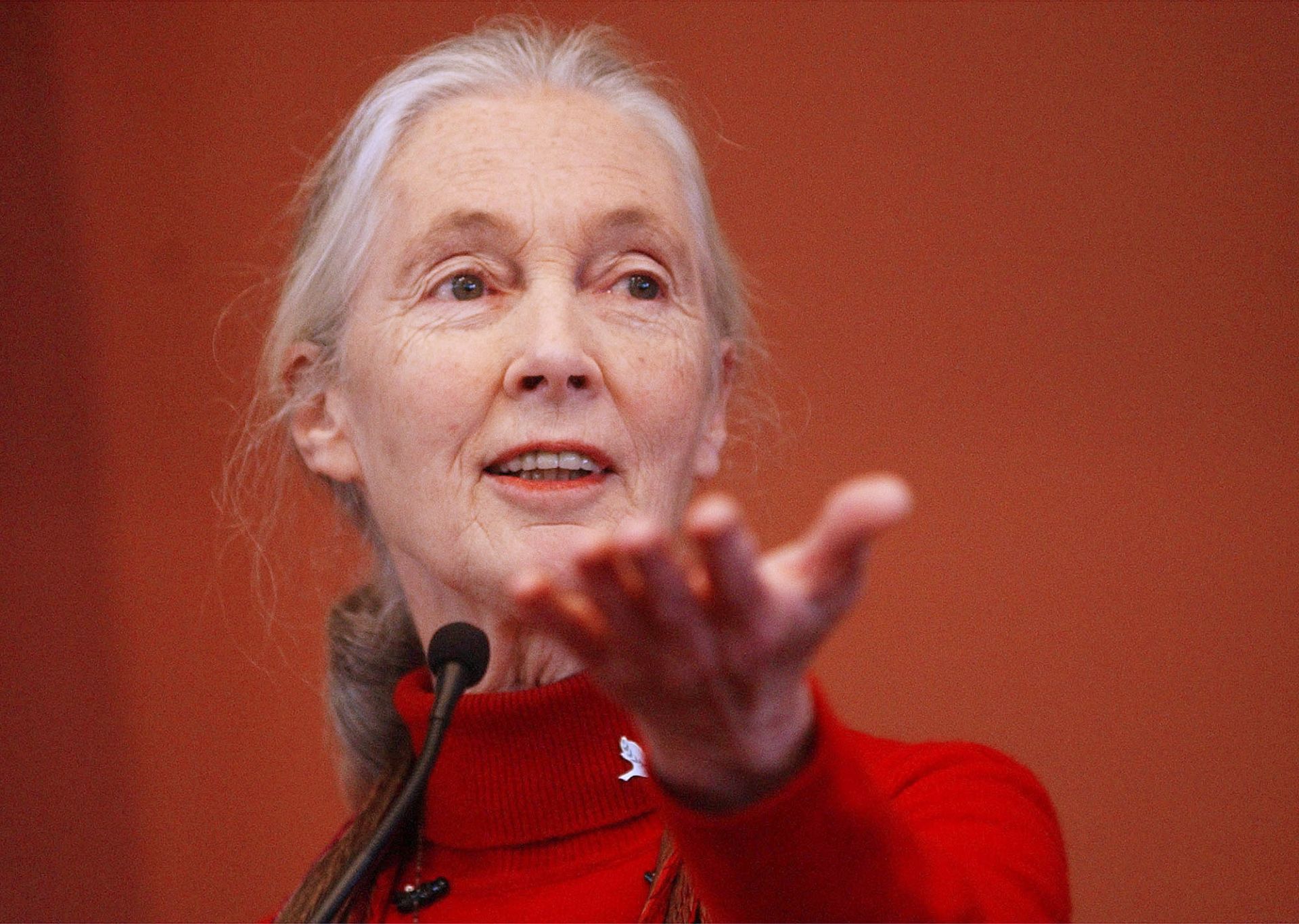 Famed conservationist and chimpanzee friend Jane Goodall dies at 91 ...