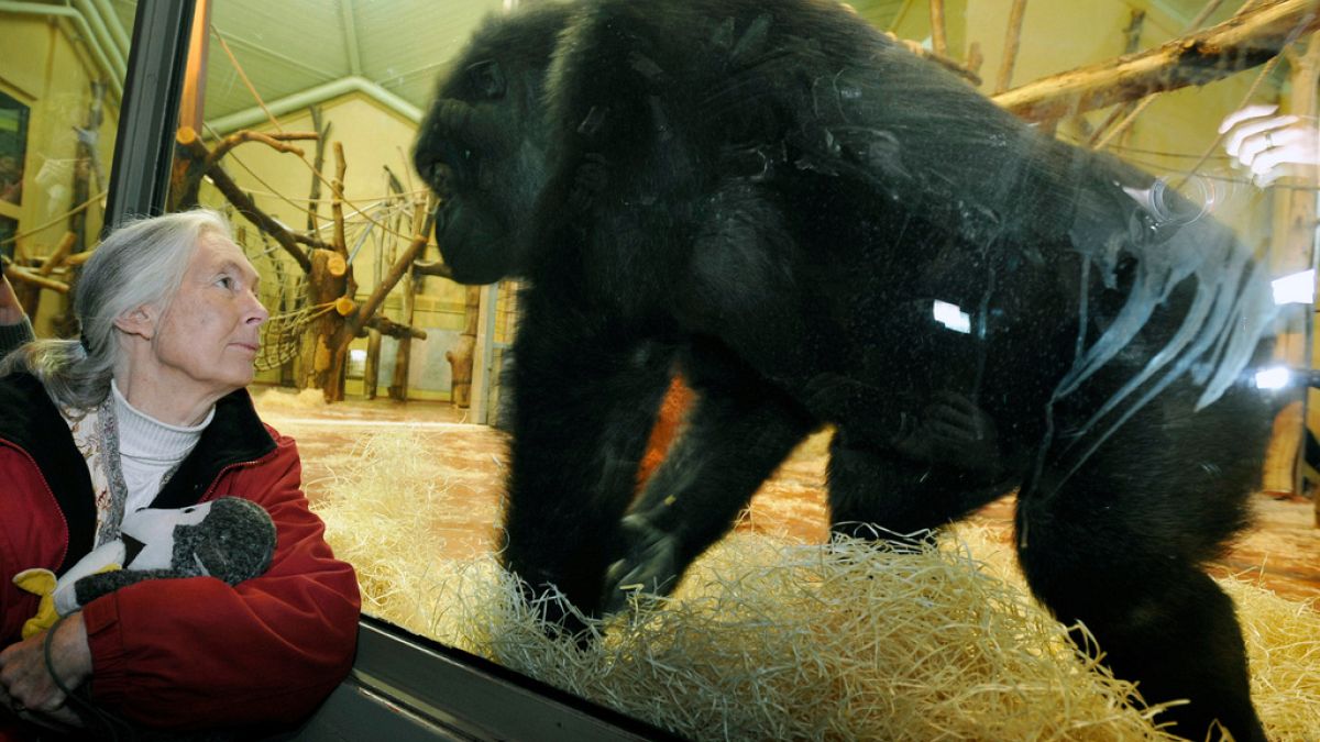Jane Goodall, célebre primatóloga e ativista, morreu aos 91 anos | Euronews