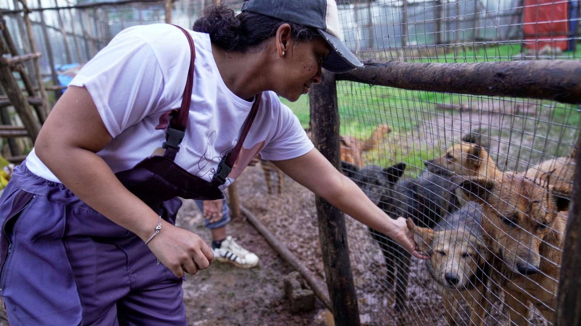 Ethiopia: One woman's mission to protect Addis Ababa's abandoned dogs ...