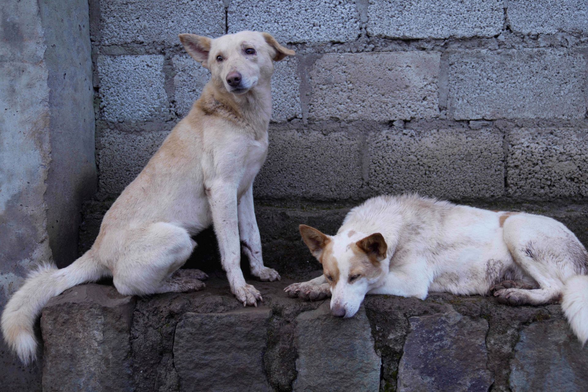 Ethiopia: One woman's mission to protect Addis Ababa's abandoned dogs ...