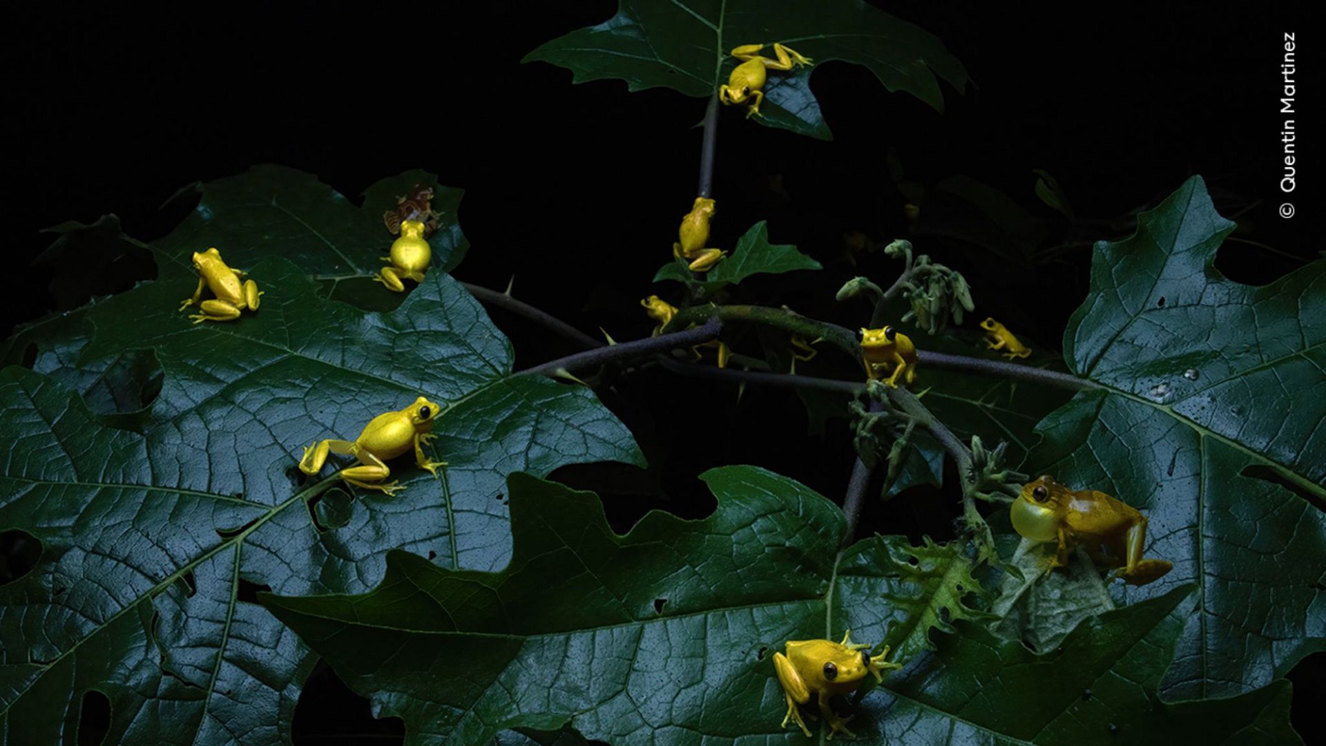 Check out our favourite shots from the Wildlife Photographer of the ...