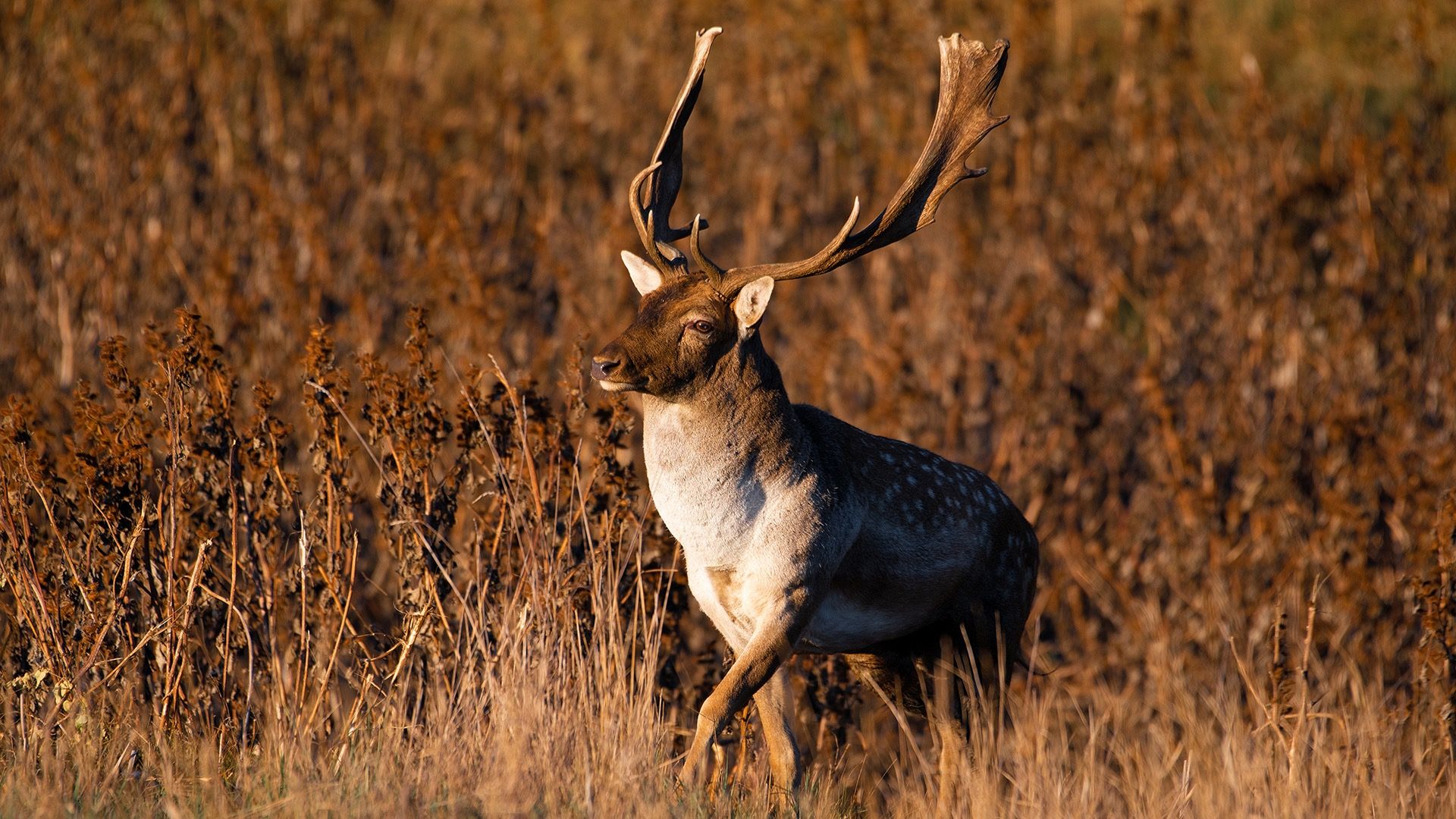 ‘Fighting for nature’: How rewilding efforts are helping Ukrainian ...