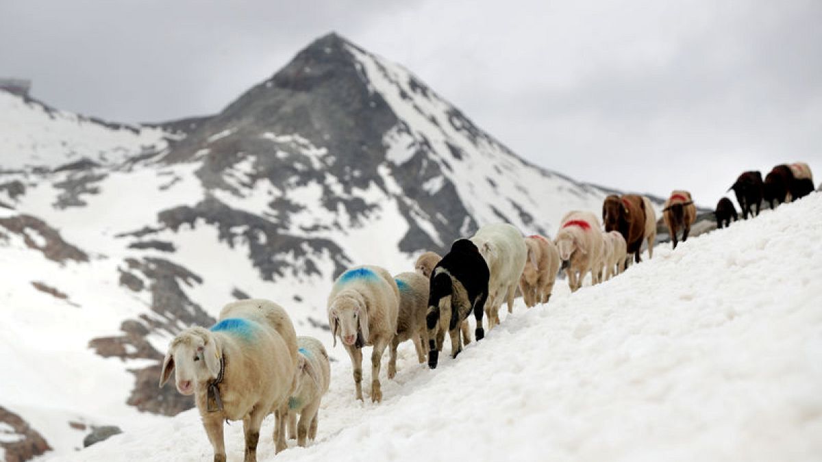 Shepherds' Alpine crossing straddles history, borders | Euronews