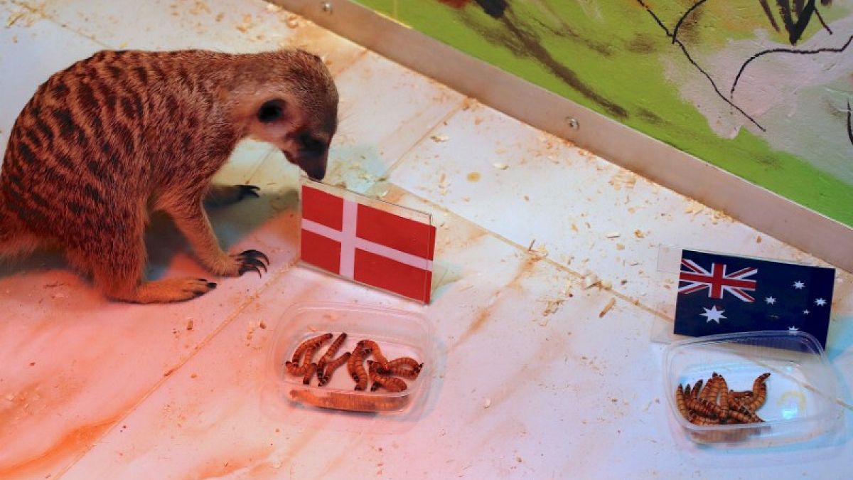 Samara's oracle animals disagree on Denmark v Australia result | Euronews
