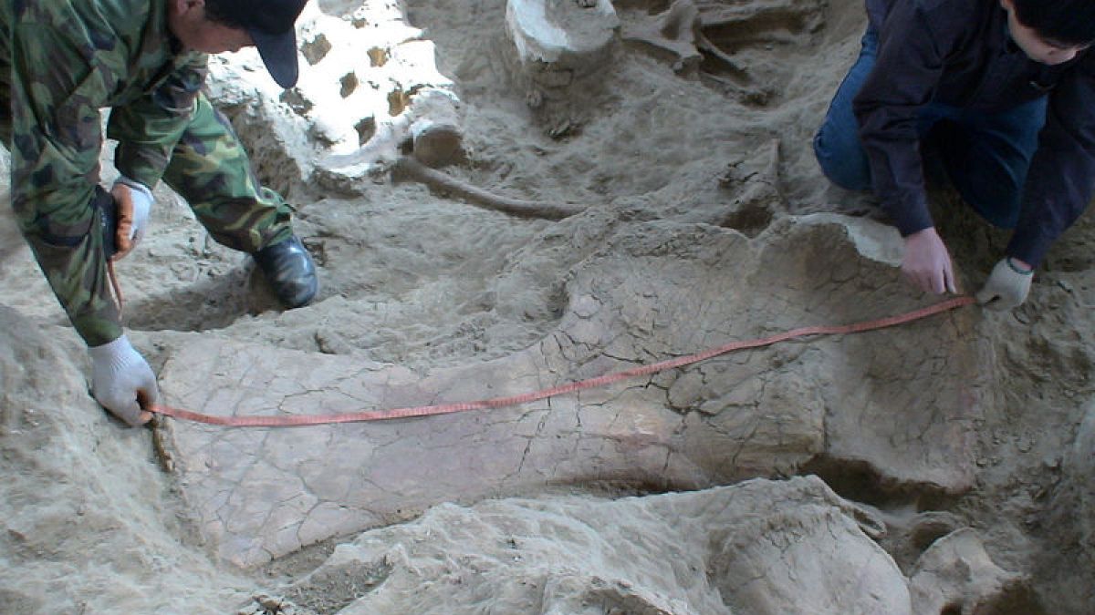 'Amazing dragon' fossils rewrite history of long-necked dinosaurs ...