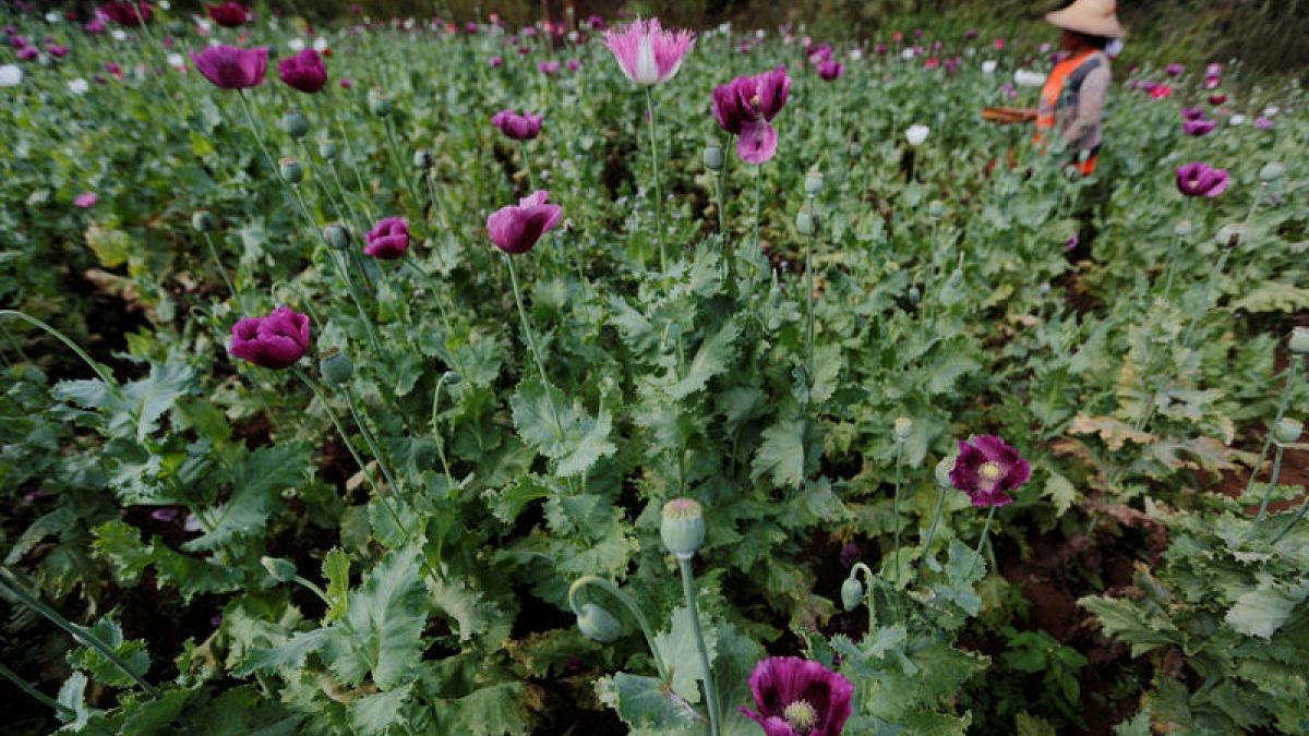 Golden Triangle's drug production expands, diversifies amid opioid ...