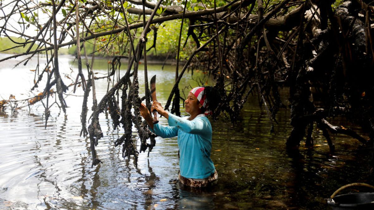 Brazil's mangroves on the front line of climate change | Euronews
