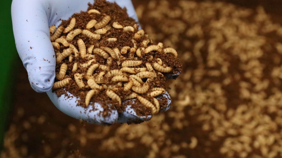 Dutch firm generates buzz with big fly larvae farm | Euronews