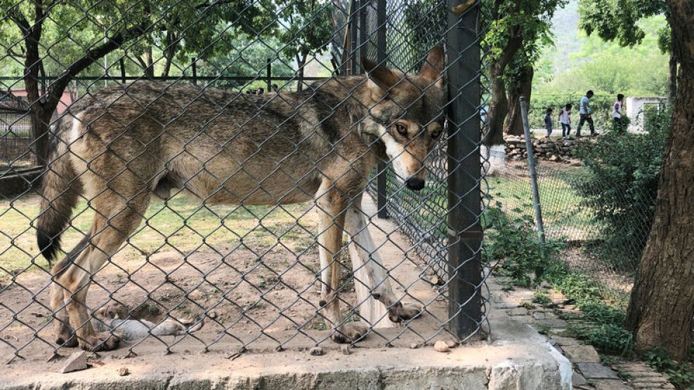 Skinny wolves, sick bear: Pakistan officials wrangle over zoo | Euronews