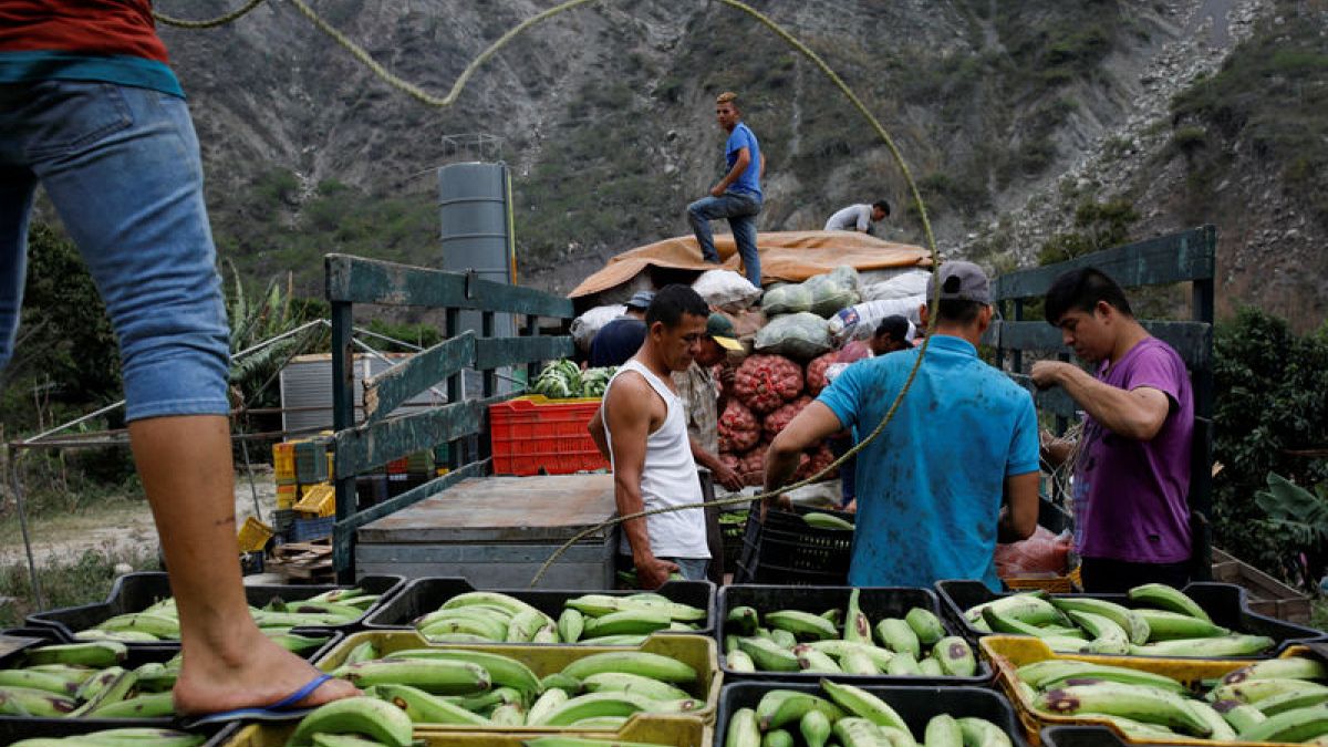Amid rising hunger, Venezuela plantain crops threatened by fungus ...