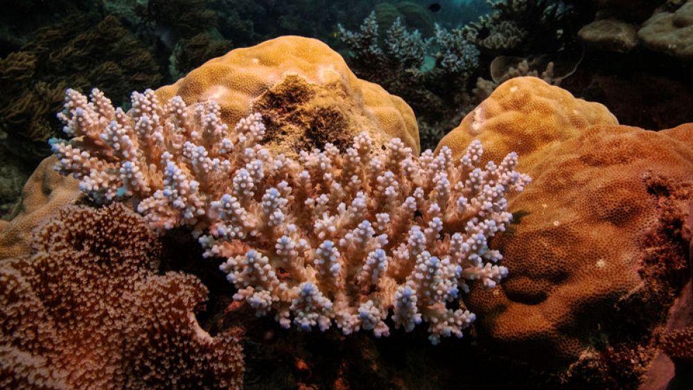 In New York lab, centuries-old corals hold clues to climate shifts ...