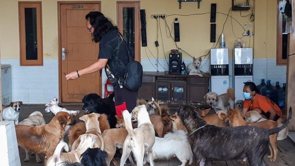 Indonesia animal-lovers help pets left behind by coronavirus | Euronews