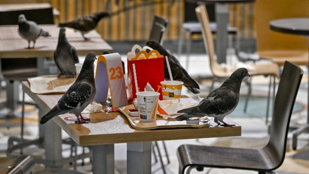 Sos piccioni, nel Ferrarese si abbattono 'a mezzo sparo' | Euronews